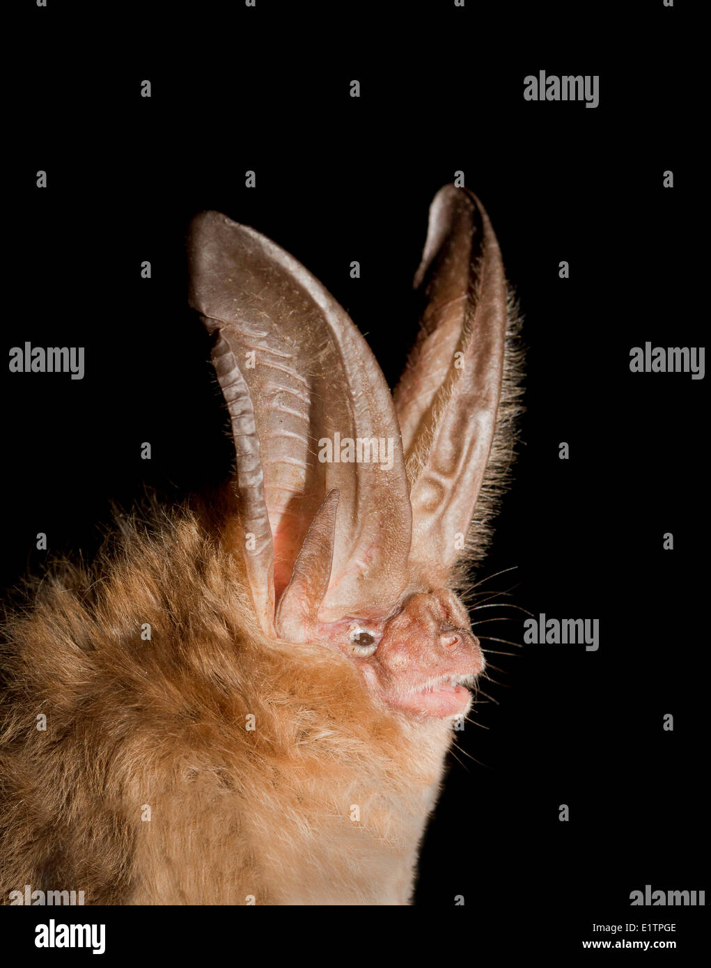 Townsendii hi-res stock photography and images - Alamy