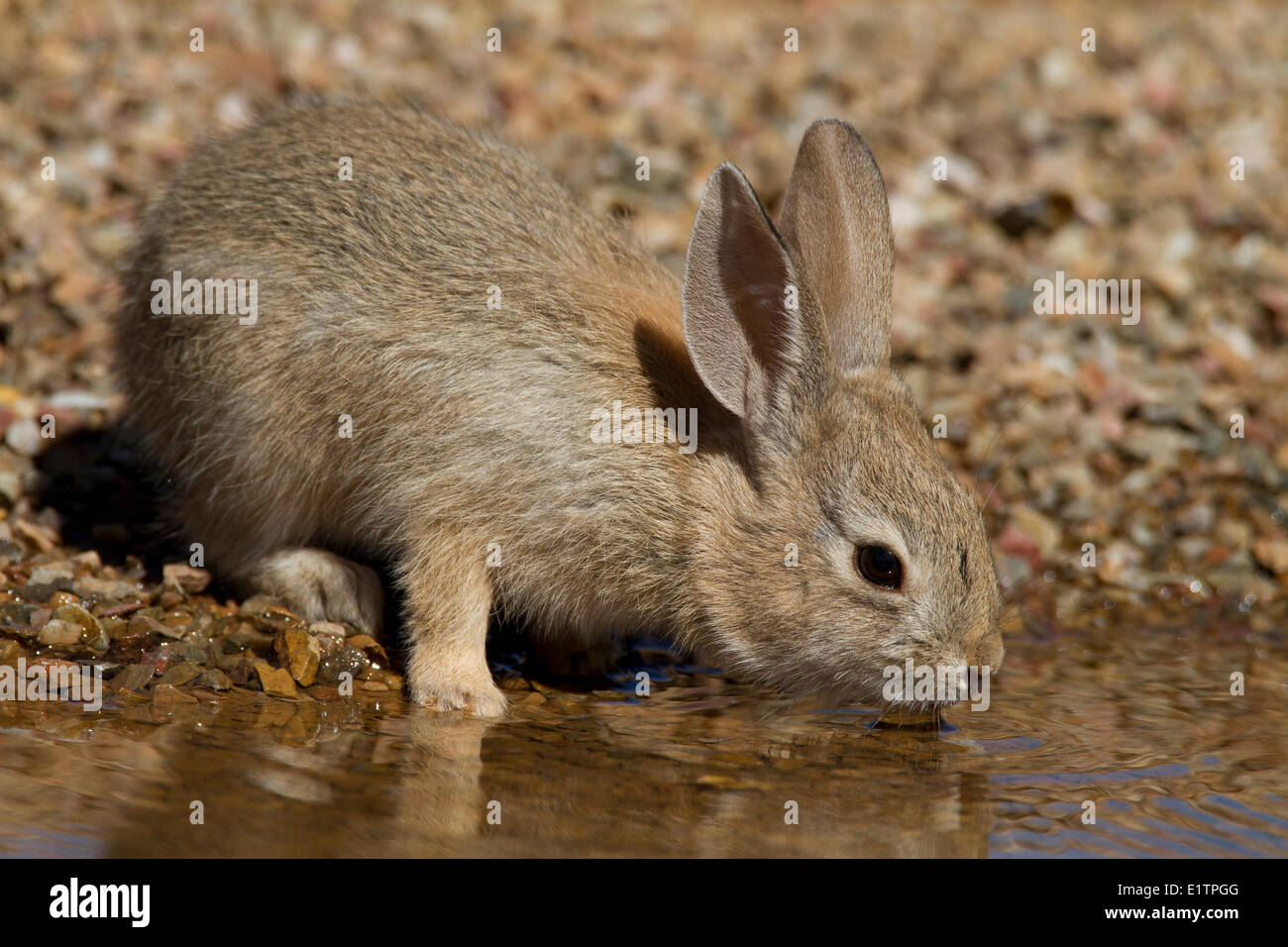 Cottontail hi-res stock photography and images - Alamy