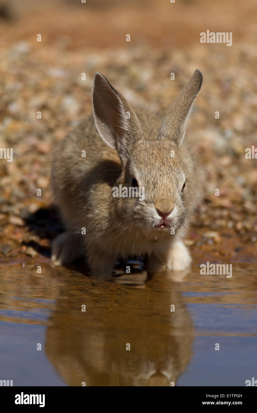 Desert cottontail hi-res stock photography and images - Alamy