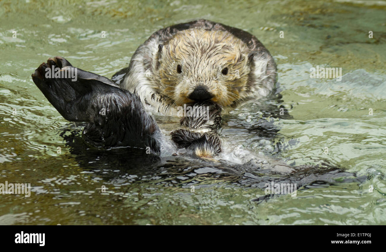 Sea Otter, Enhydra lutris, Vancouver Aquarium, BC, Canada Stock Photo ...