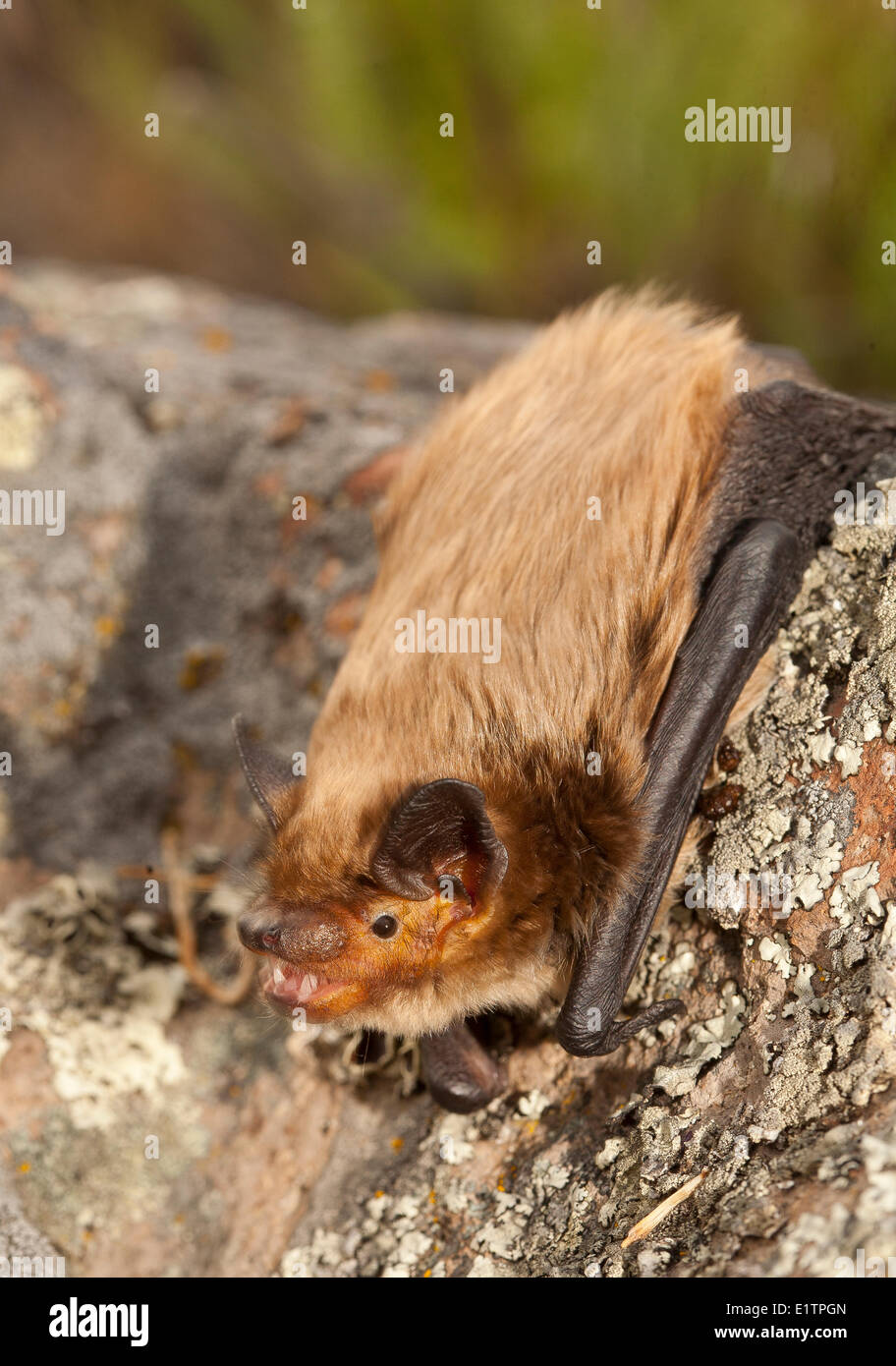 Brown bat hi-res stock photography and images - Alamy