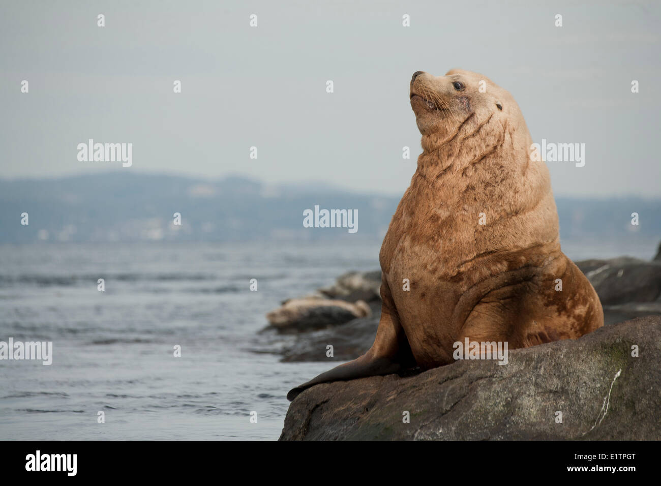 Steller sea lion, Eumetopias jubatus, Race Rocks, Victoria, BC, Canada ...