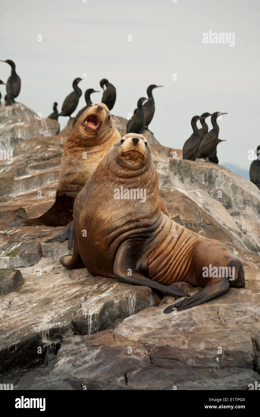 Steller sea lion, race rocks, canada hi-res stock photography and ...