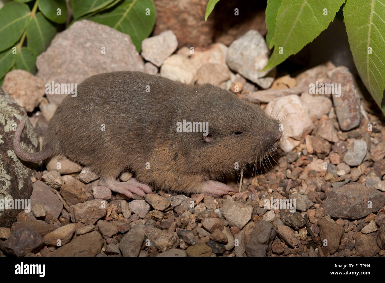Mexican Pocket Gopher, Pappogeomys castanops, Arizona, USA Stock Photo ...
