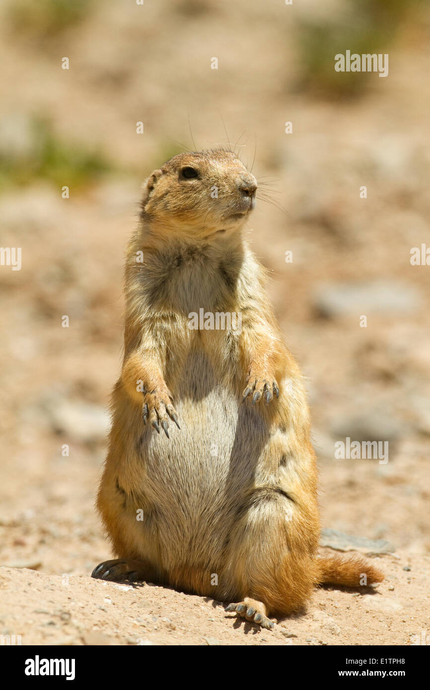 Gunnison's prairie dog, Cynomys gunnisoni, Tucson Desert Museum ...