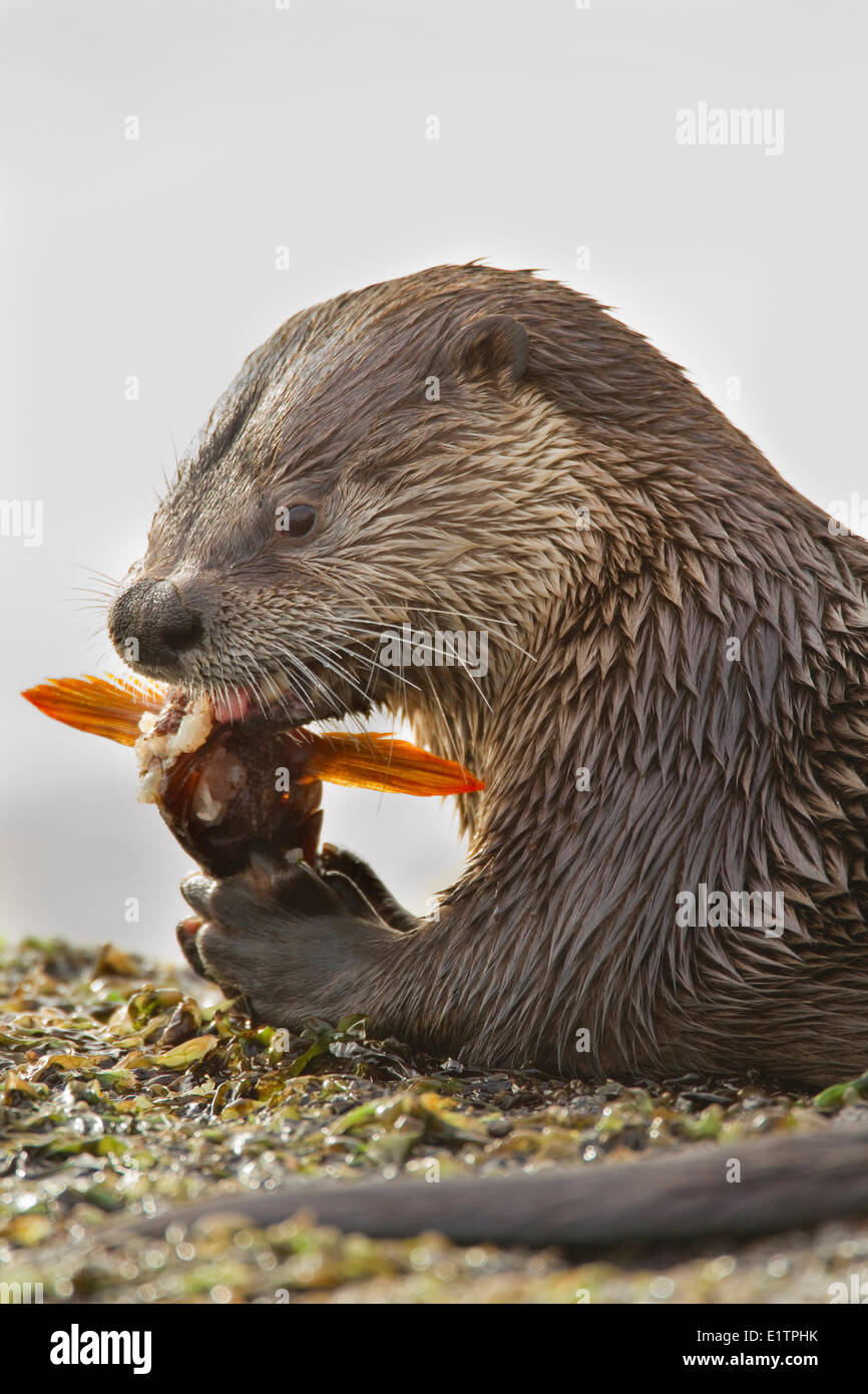 North American river otter, Lontra canadensis, Victoria, BC, Canada ...