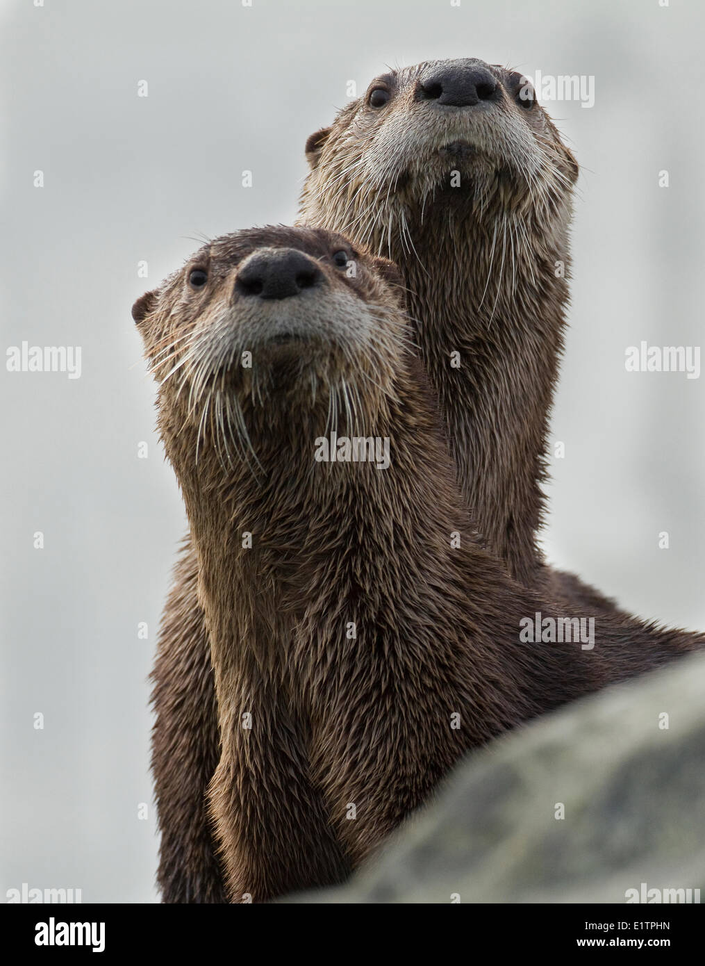 North american river otter hi-res stock photography and images - Alamy