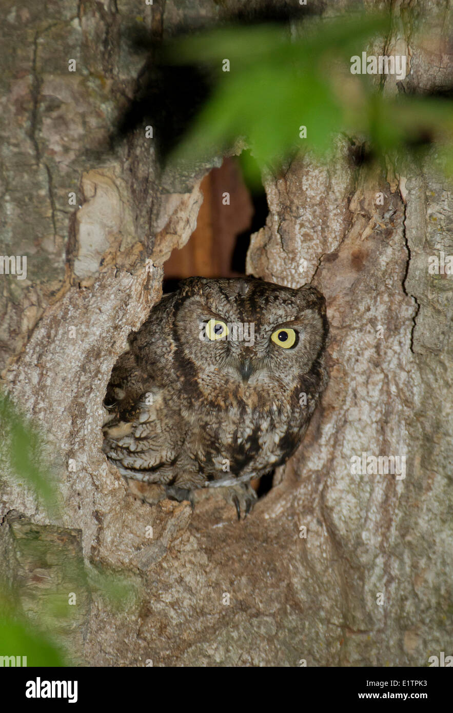 Western Screech Owl, Megascops kennicottii macfarlanei, Lillooet, BC ...