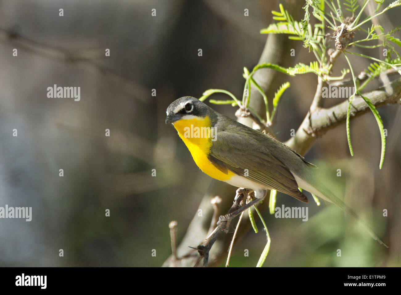Yellow Breasted Chat, Icteria virens, Arizona, USA Stock Photo - Alamy