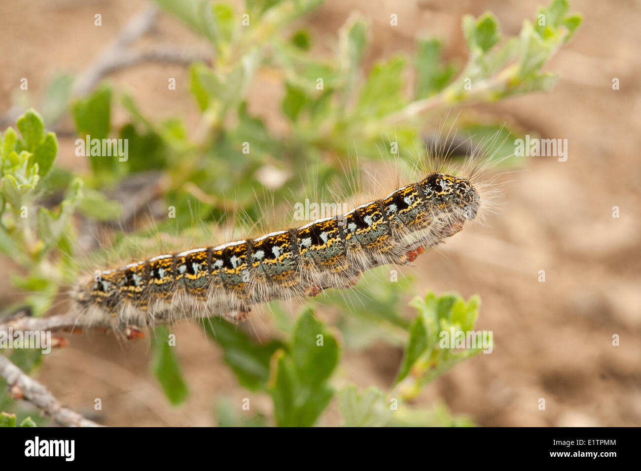 Caterpiller, Washington, USA Stock Photo - Alamy