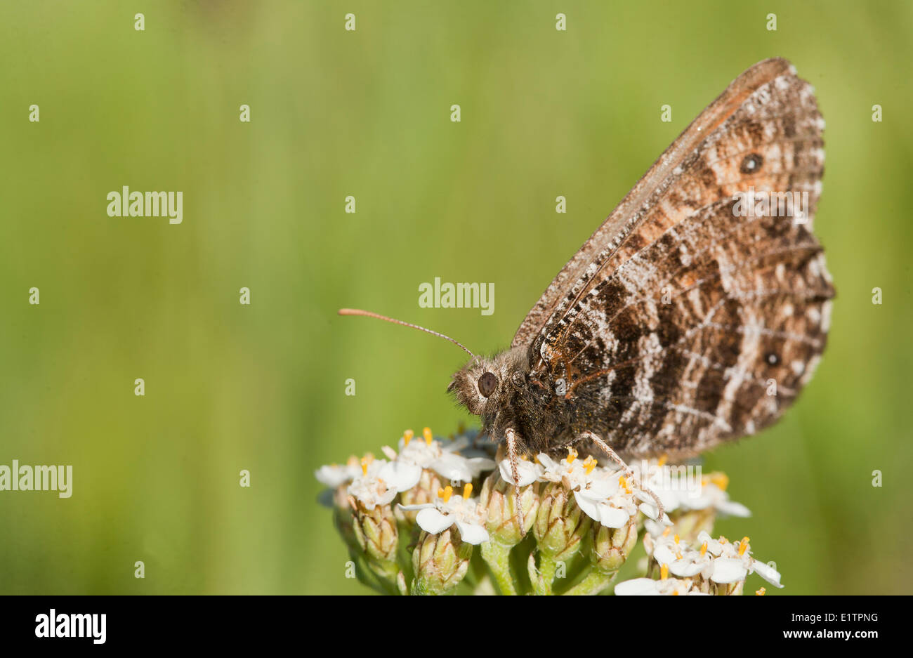 Arctic flora and fauna hi-res stock photography and images - Alamy
