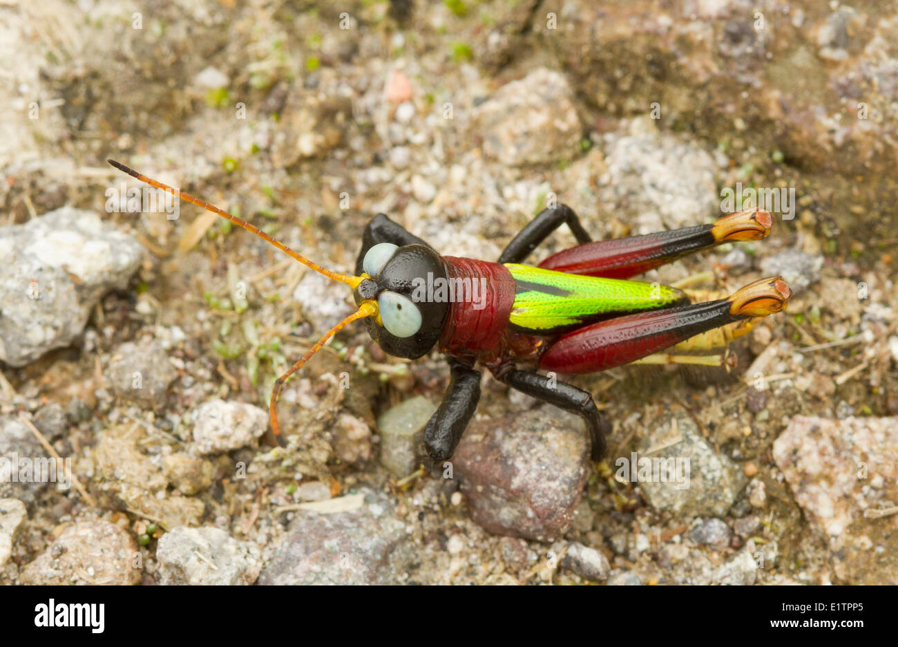 Cricket sp?, Ecuador, Mindo Stock Photo - Alamy