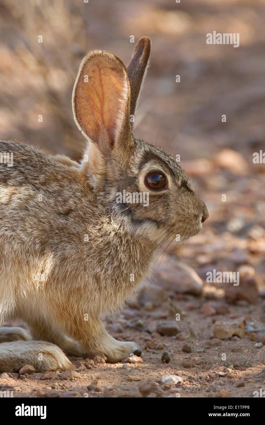 Desert cottontail rabbits hi-res stock photography and images - Alamy