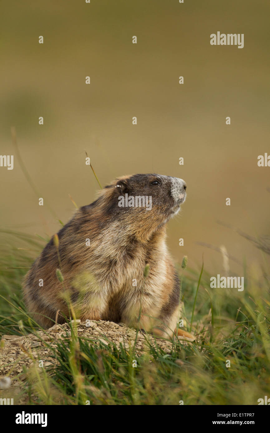 Olympic Marmot, Marmota olympus, Washington, USA Stock Photo - Alamy