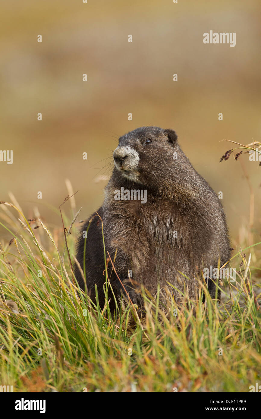 Olympic Marmot, Marmota olympus, Washington, USA Stock Photo - Alamy