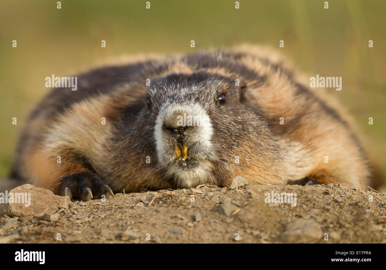 Olympic Marmot, Marmota olympus, Washington, USA Stock Photo - Alamy