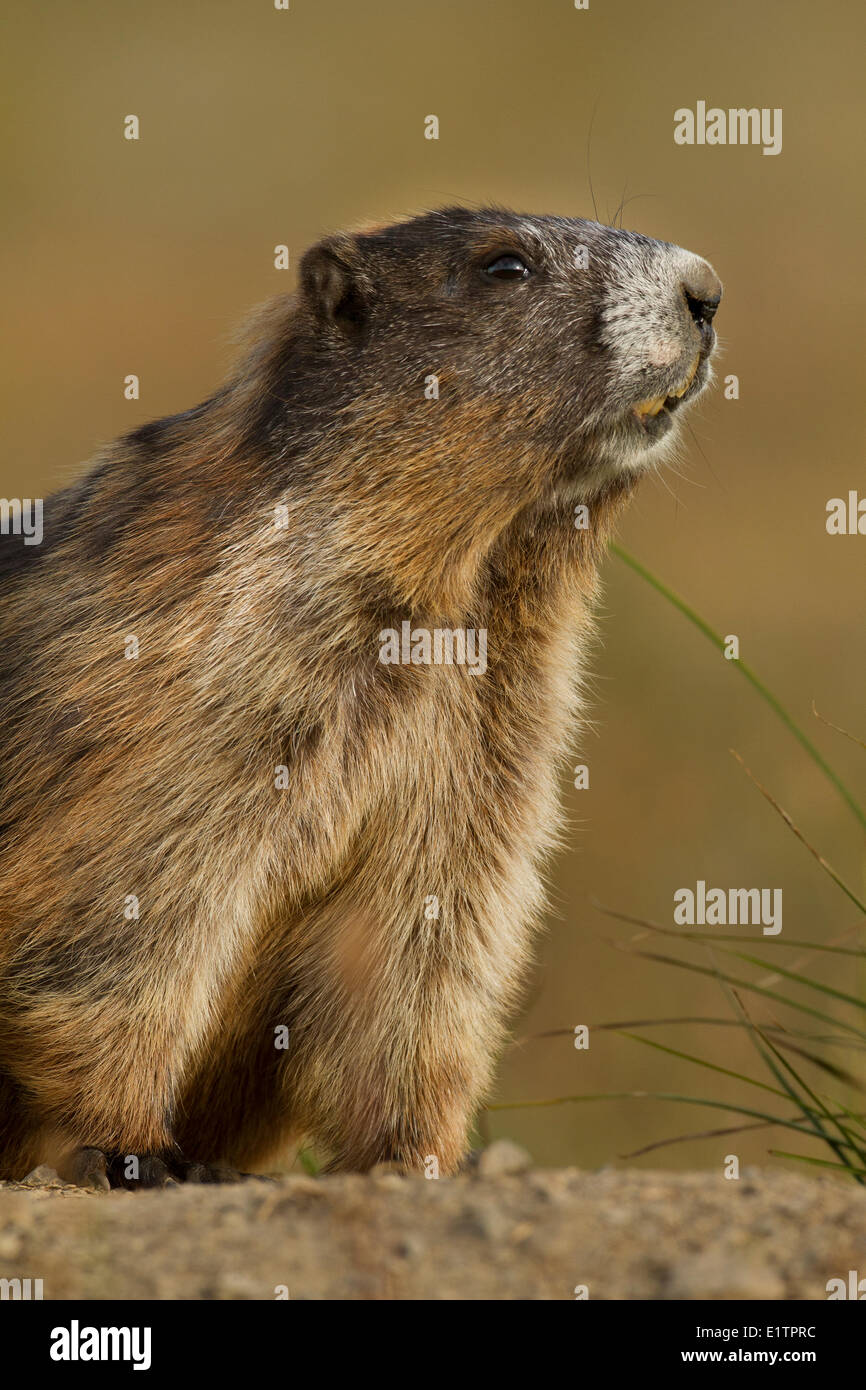 Olympic Marmot, Marmota olympus, Washington, USA Stock Photo - Alamy