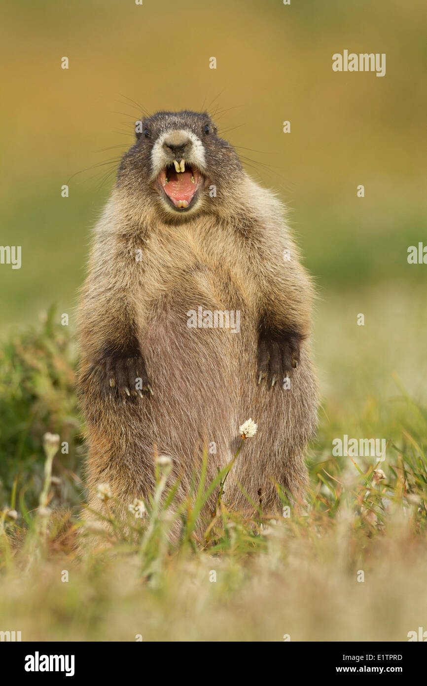 Olympic Marmot, Marmota olympus, Washington, USA Stock Photo - Alamy