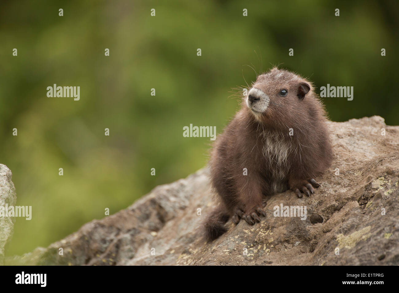 Vancouver Island Marmot, Marmota Vancouverensis, Vancouver Island, BC, Canada Stock Photo - Alamy