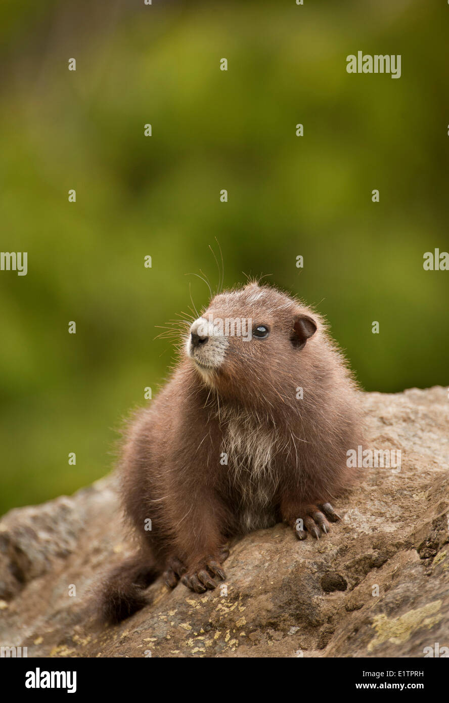 Vancouver Island Marmot, Marmota Vancouverensis, Vancouver Island, BC ...