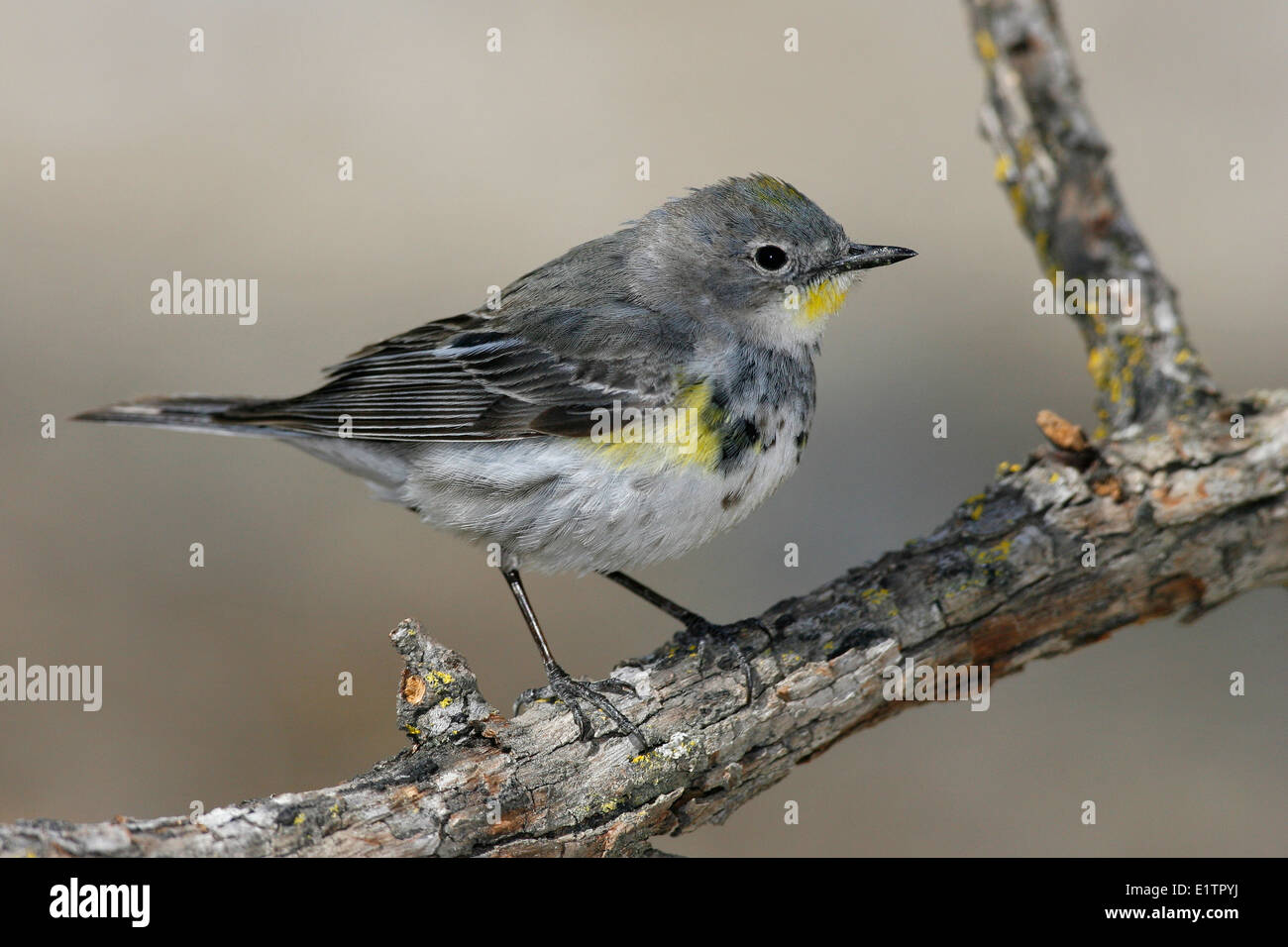 Yellow-rumped Warbler - Setophaga coronata (Audubon's) - Adult female ...