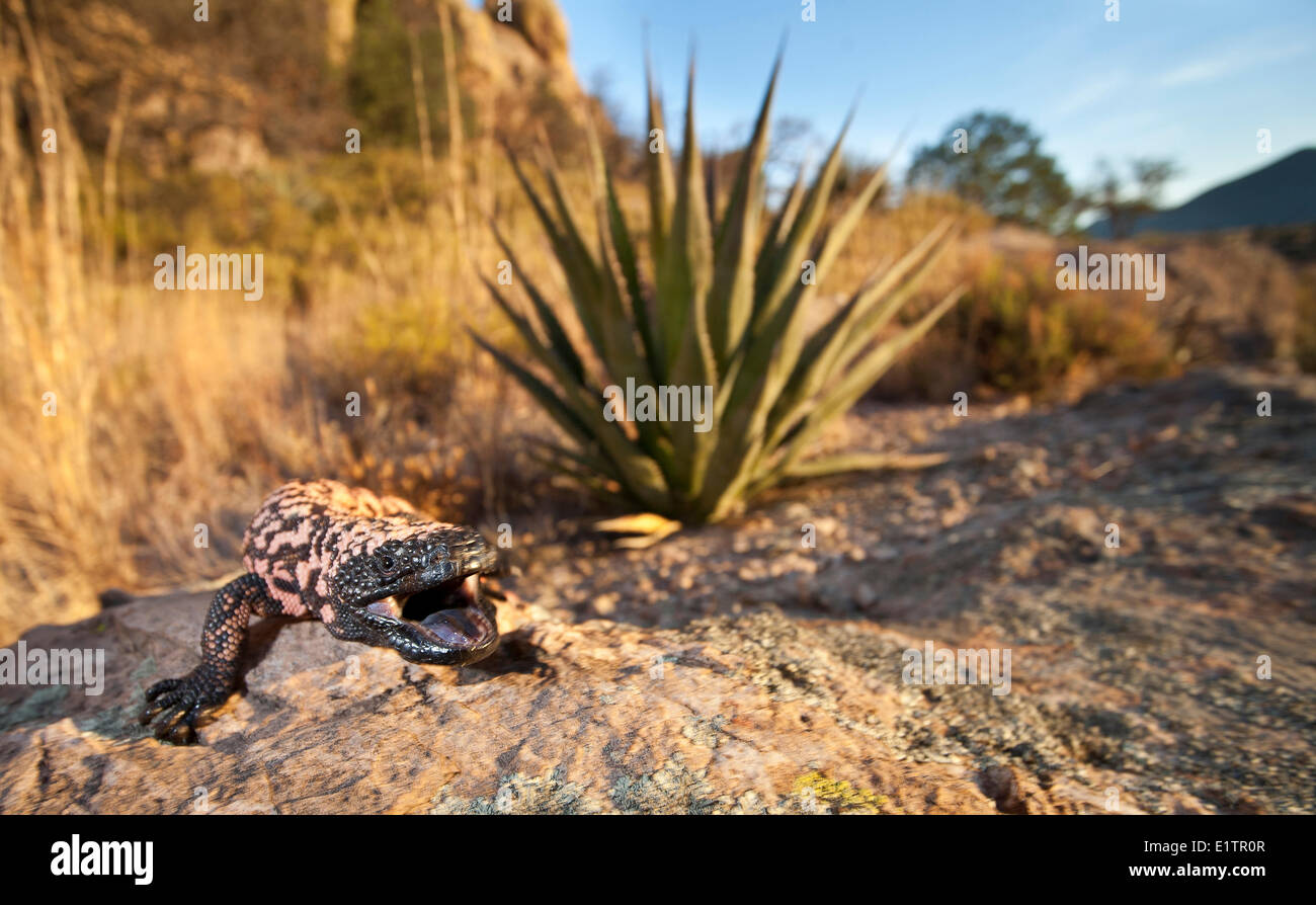 Reticulate Gila Monster, Heloderma suspectum, Arizona, USA Stock Photo ...