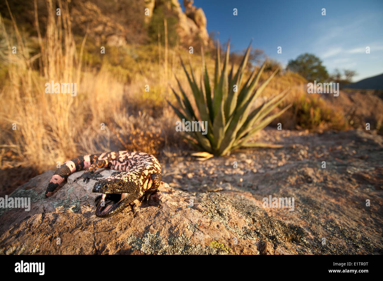 Reticulate Gila Monster, Heloderma suspectum, Arizona, USA Stock Photo ...