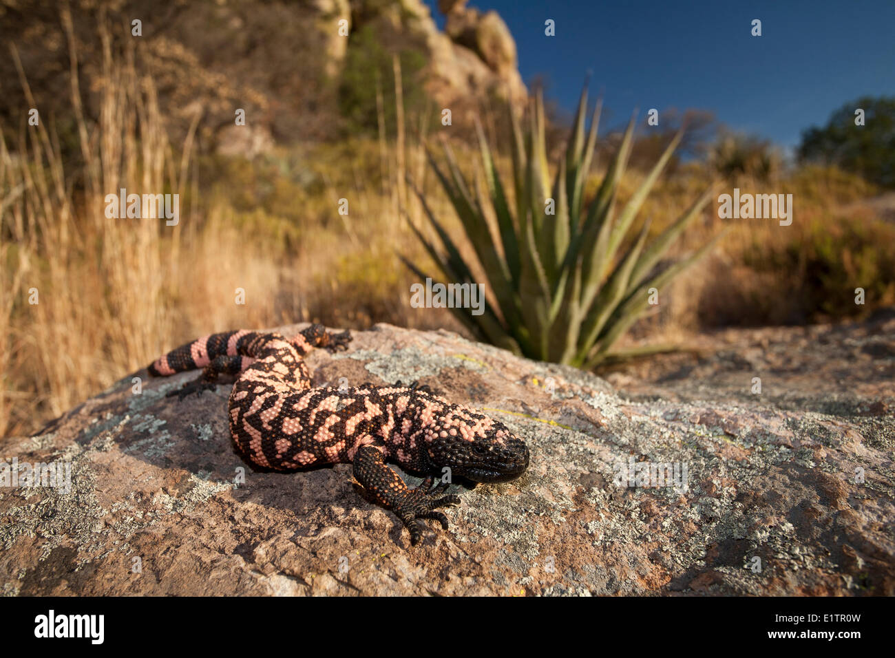 Reticulate Gila Monster, Heloderma suspectum, Arizona, USA Stock Photo ...