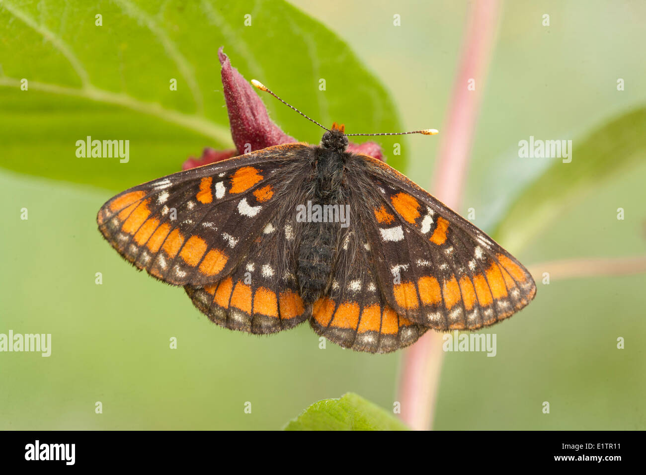 Gillette's Checkerspot, Euphydryas gillettii, Rocky Mountain Trench, BC ...