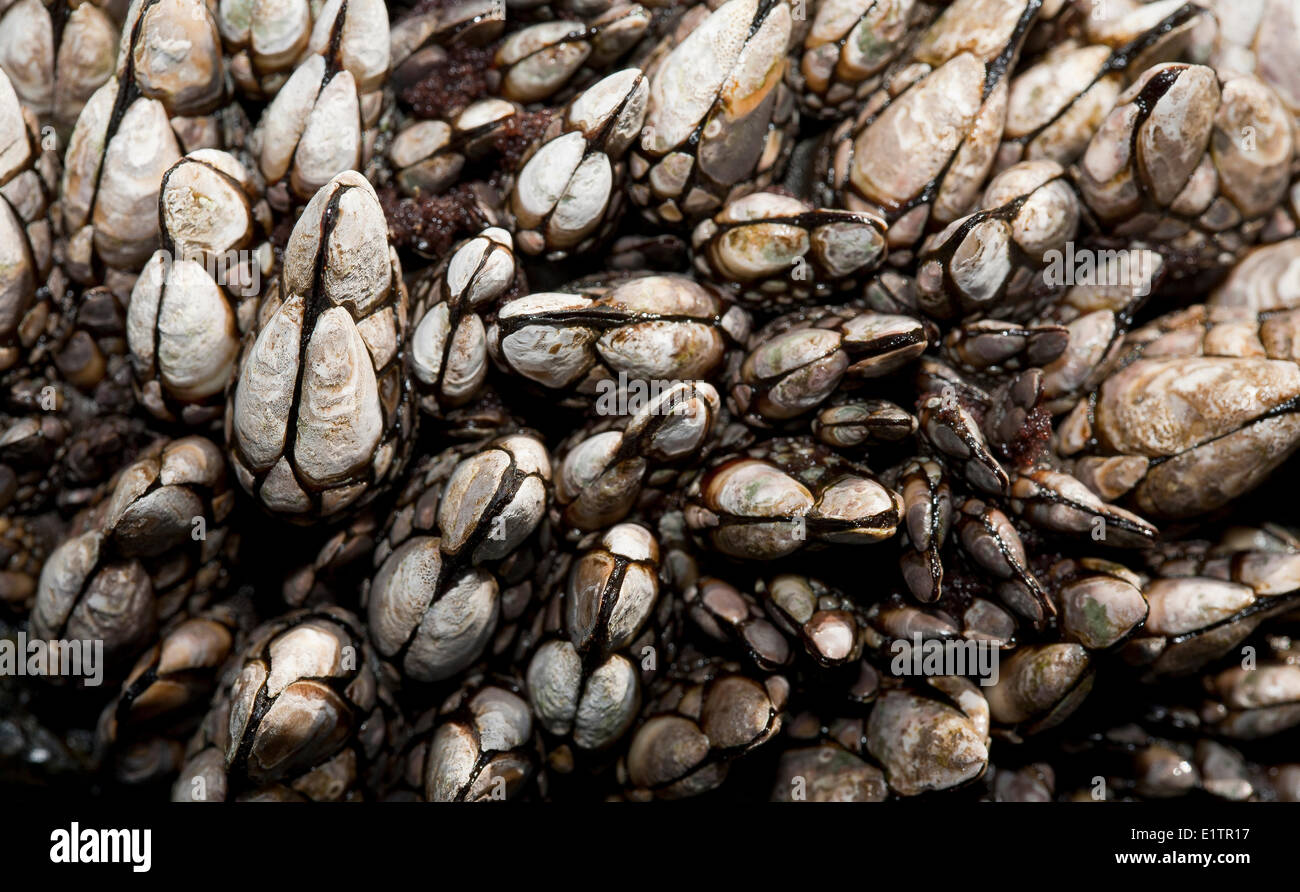 Gooseneck Barnacles, Pedunculata sp., East Sooke Park, Victoria, BC ...