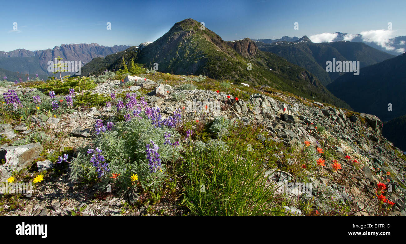 Strathcona Provincial Park, Vancouver Island, BC, Canada Stock Photo ...
