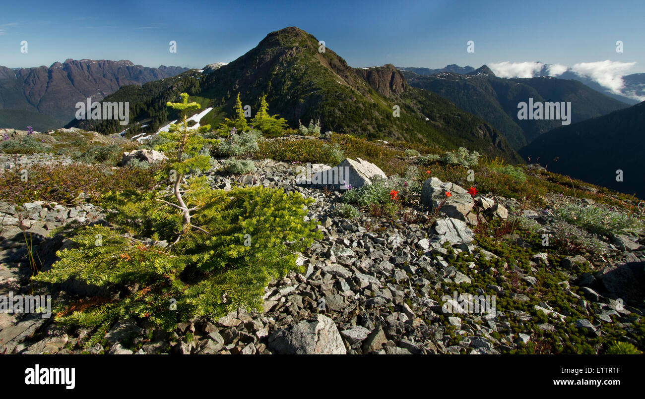 Strathcona provincial park hi-res stock photography and images - Alamy