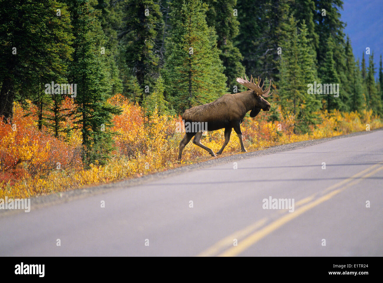 Moose Crossing Road
