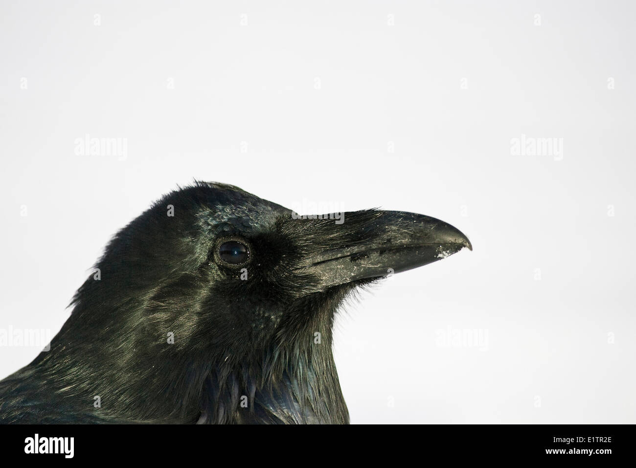 Raven head close in hi-res stock photography and images - Alamy