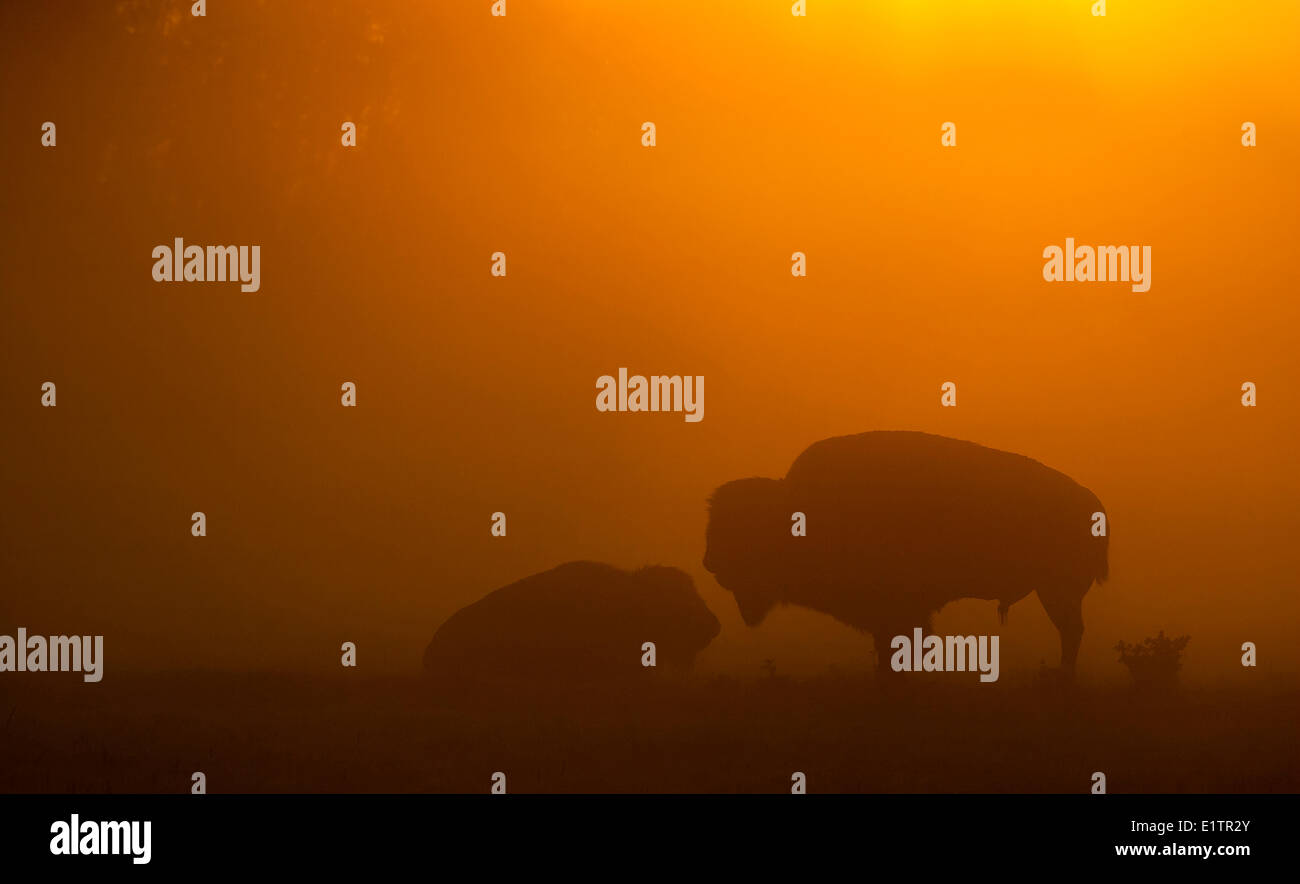 Two Bison, bos bison, silhouetted against rising sun, Elk Island ...