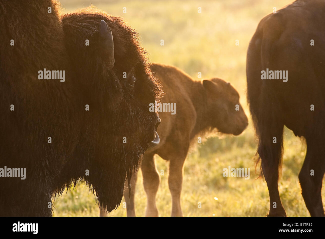 Female bison hi-res stock photography and images - Alamy