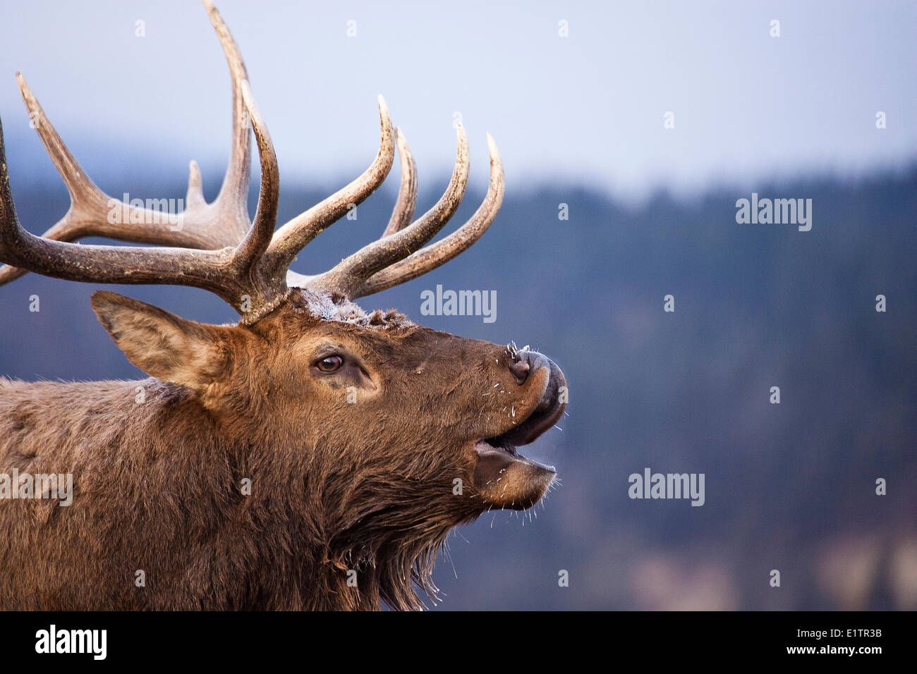 Elk Bull Head