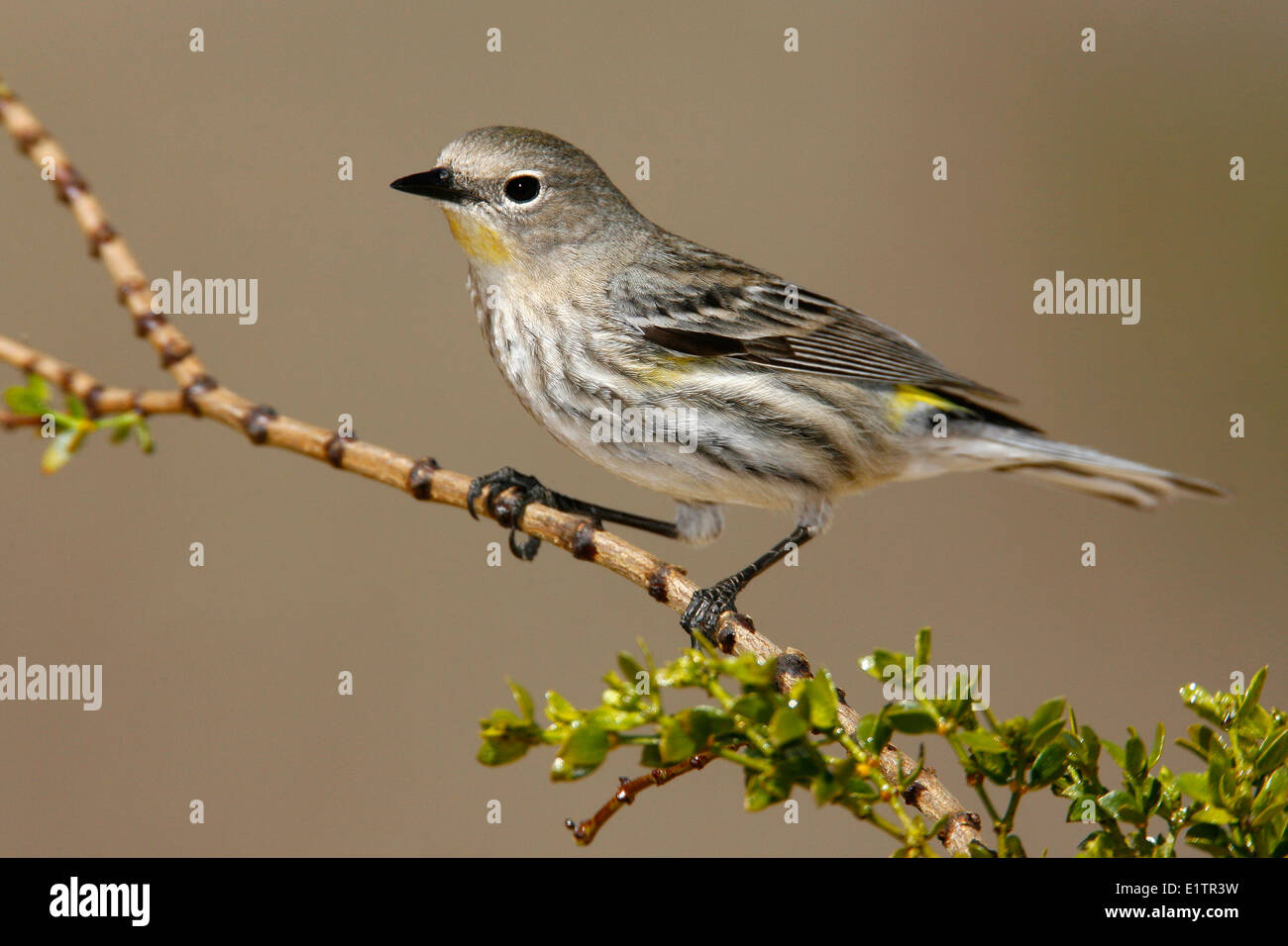 Yellow rumped warbler flying hi-res stock photography and images - Alamy
