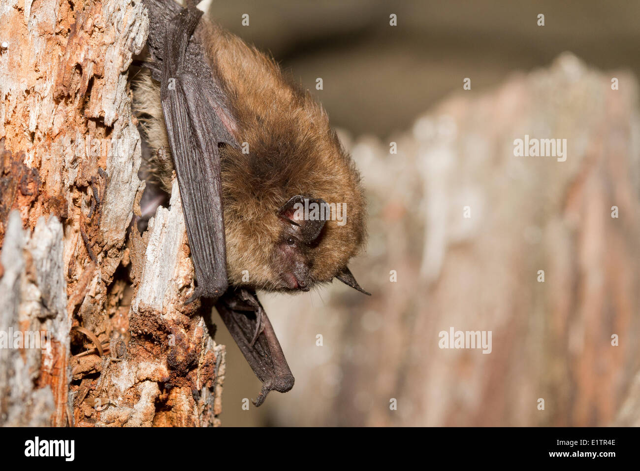 Myotis myotis hi-res stock photography and images - Alamy