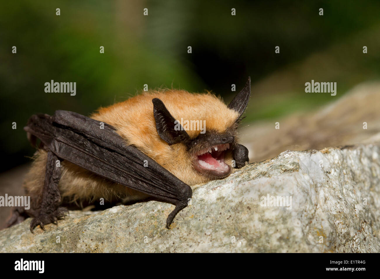 Myotis Ciliolabrum, Small-footed Myotis, Lillooet, BC, Canada Stock ...