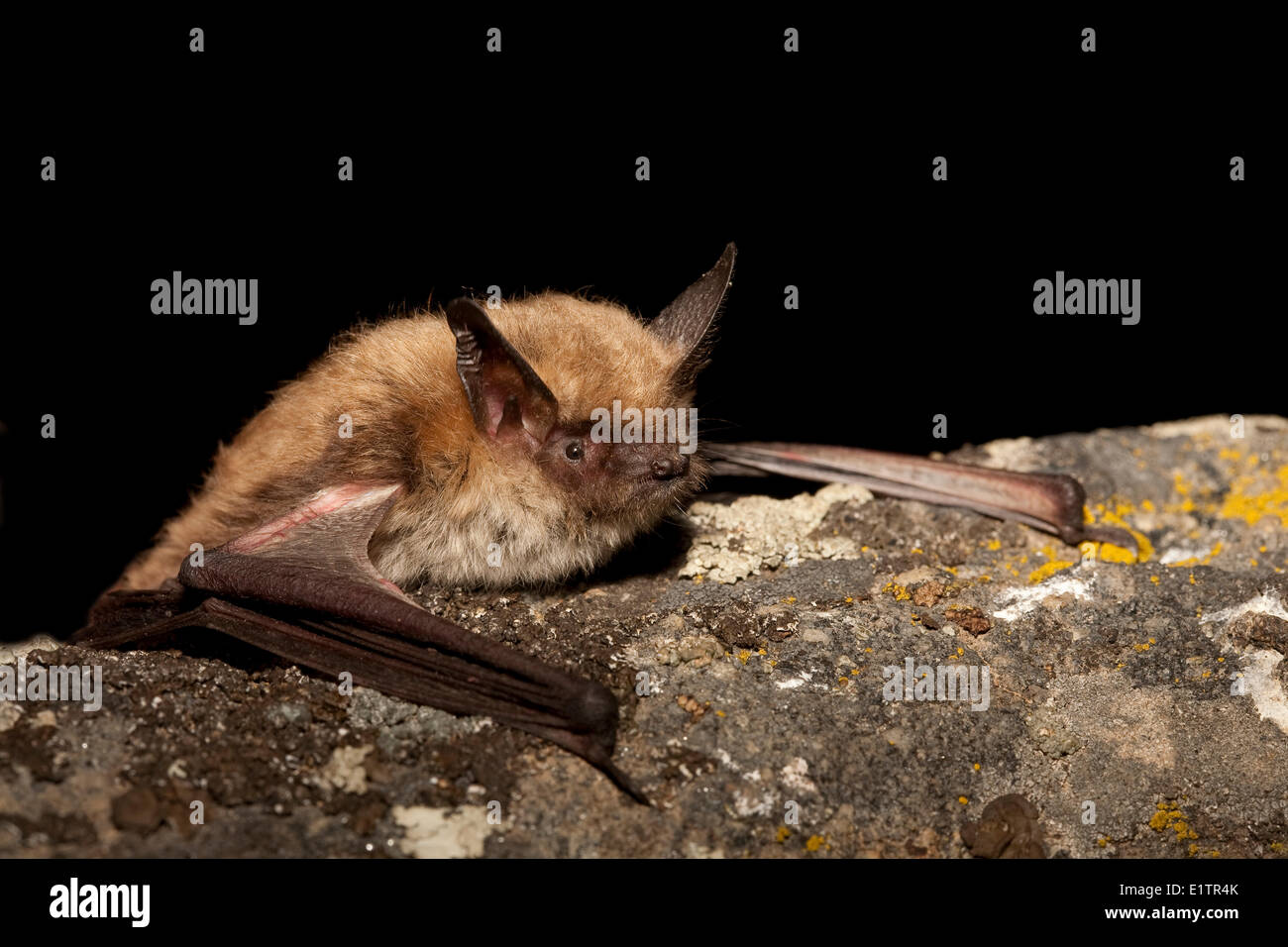 Myotis hi-res stock photography and images - Alamy