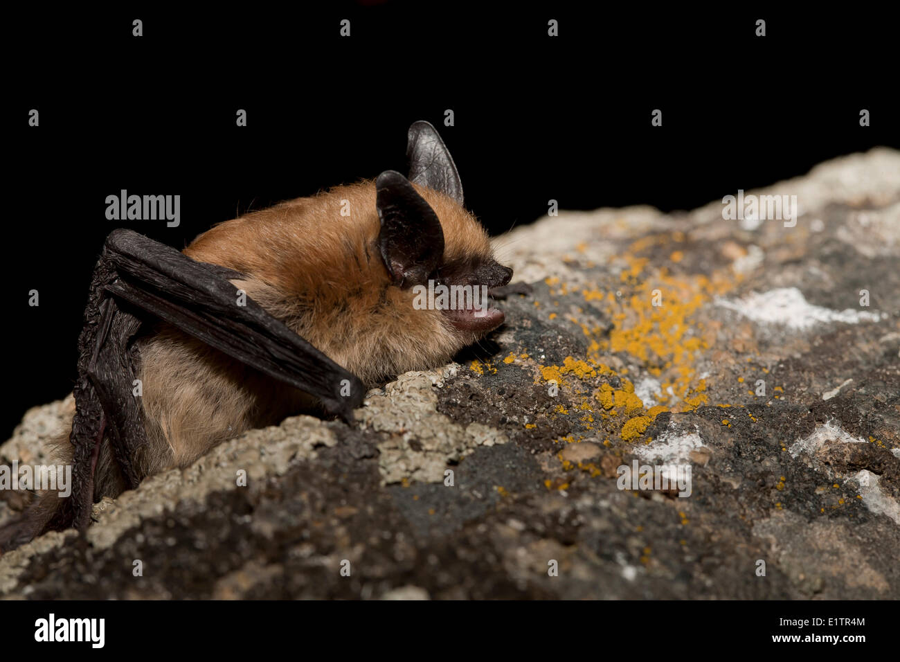 Thysanodes hi-res stock photography and images - Alamy