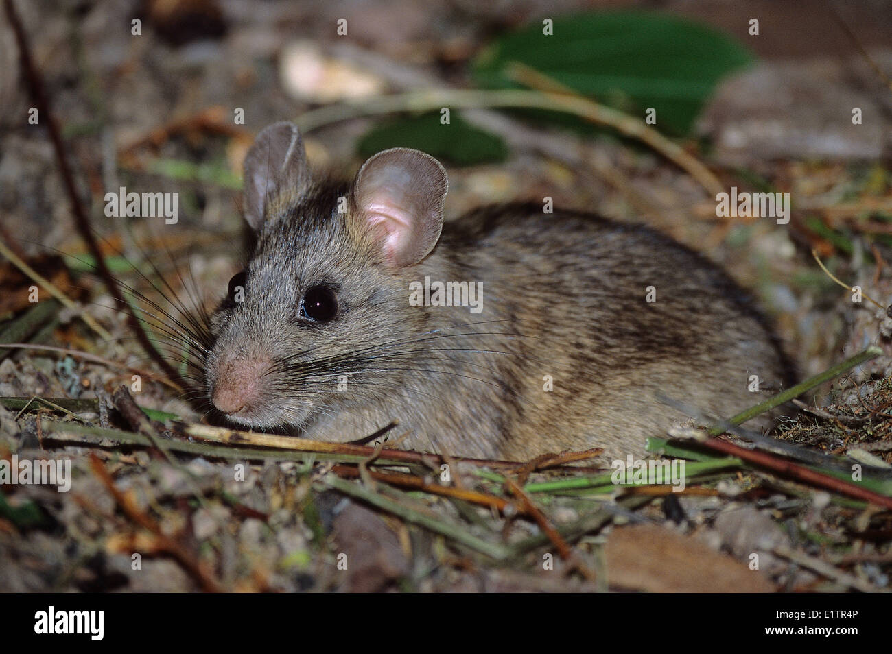 Bushy-tailed Woodrat, Neotoma cinerea, Southern BC. Spotted Owl prey ...