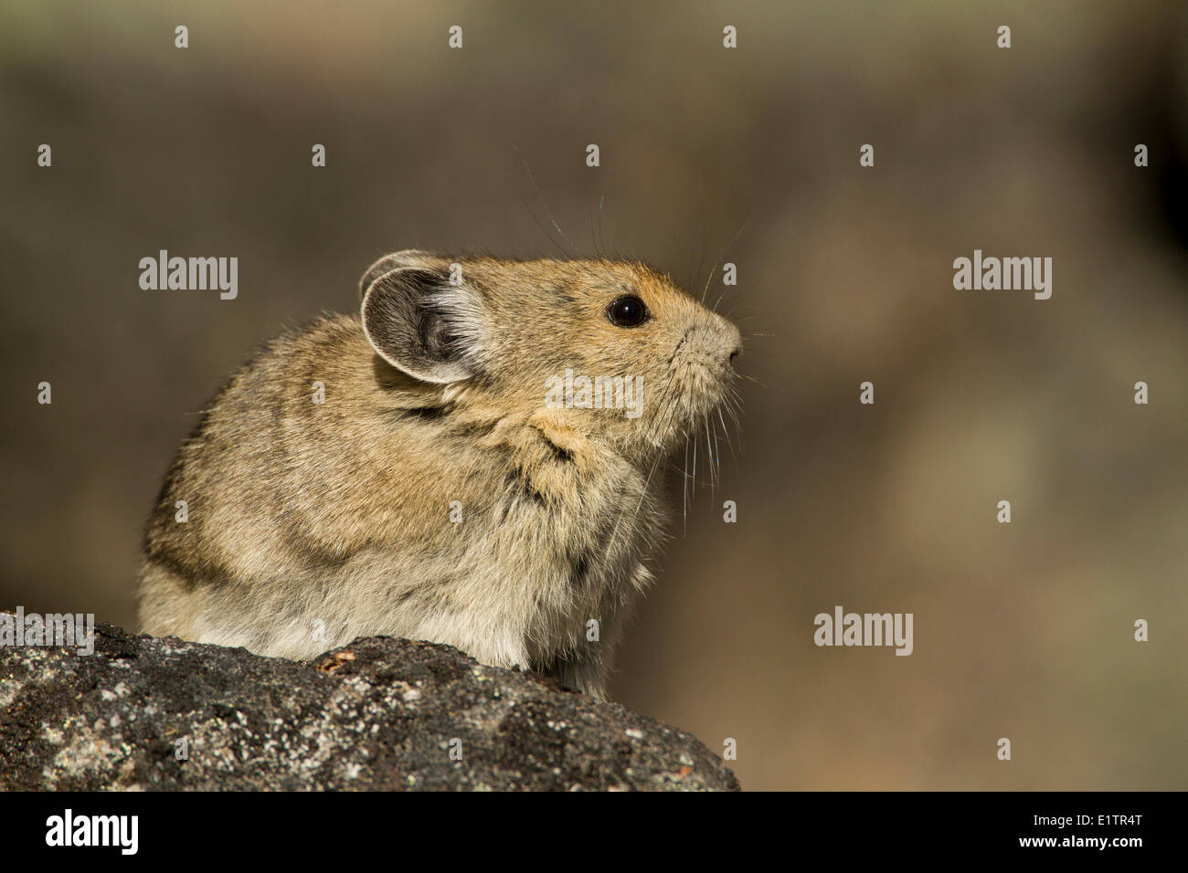 Rocky mountain pika hi-res stock photography and images - Alamy