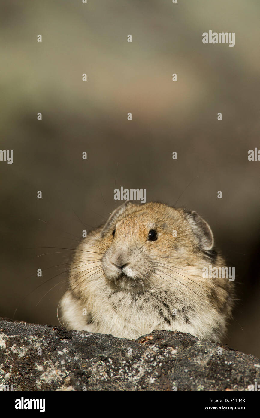 Pika alberta hi-res stock photography and images - Alamy