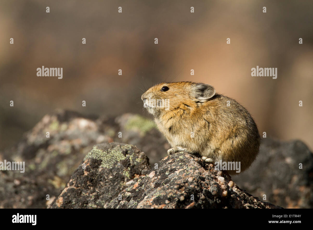 American Pika, Ochotona Princeps, Rocky Mountains, Alberta, Canada ...