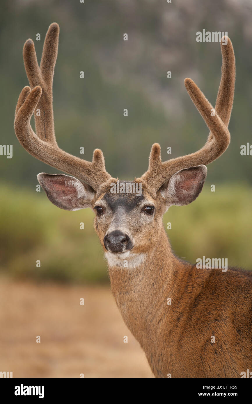Mule deer, Odocoileus hemionus, Yosemite NP, California, USA Stock ...