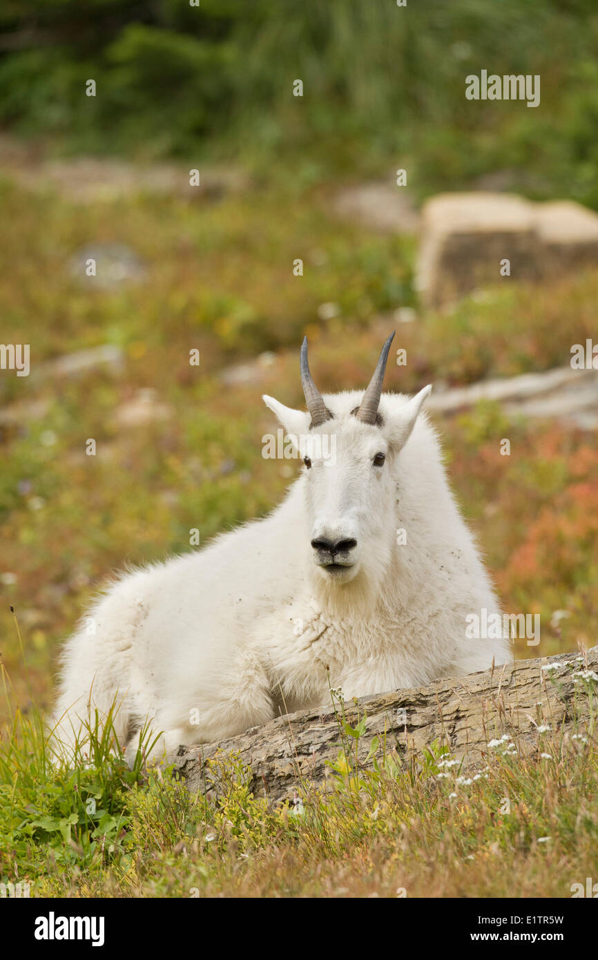 Mountain Goat, Oreamnos americanus, Glacier National Park, Montana, USA ...