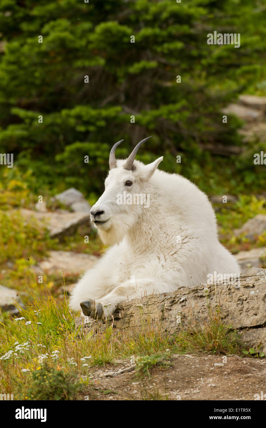 Goat glacier national park hi-res stock photography and images - Alamy