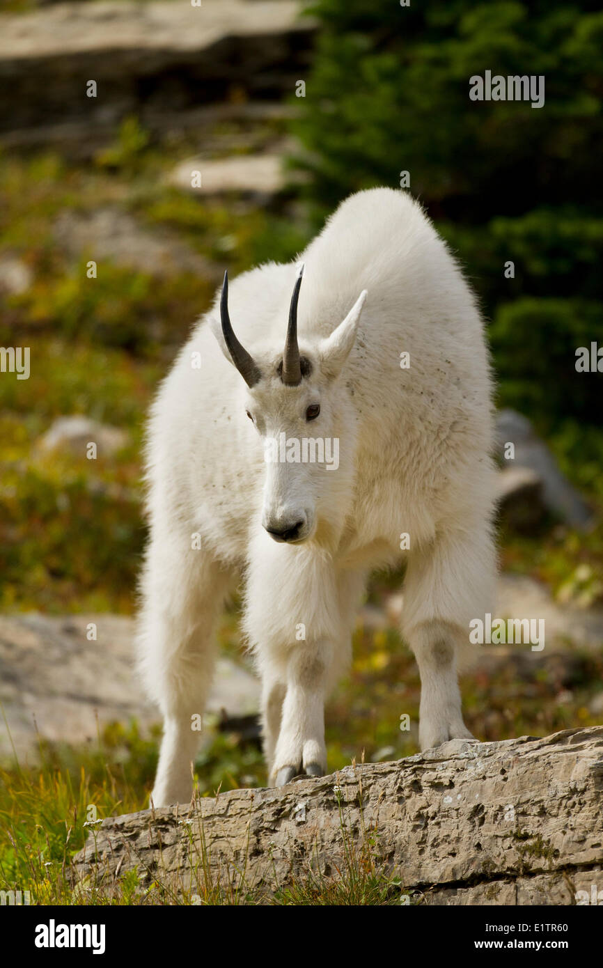 Mountain Goat, Oreamnos americanus, Glacier National Park, Montana, USA ...